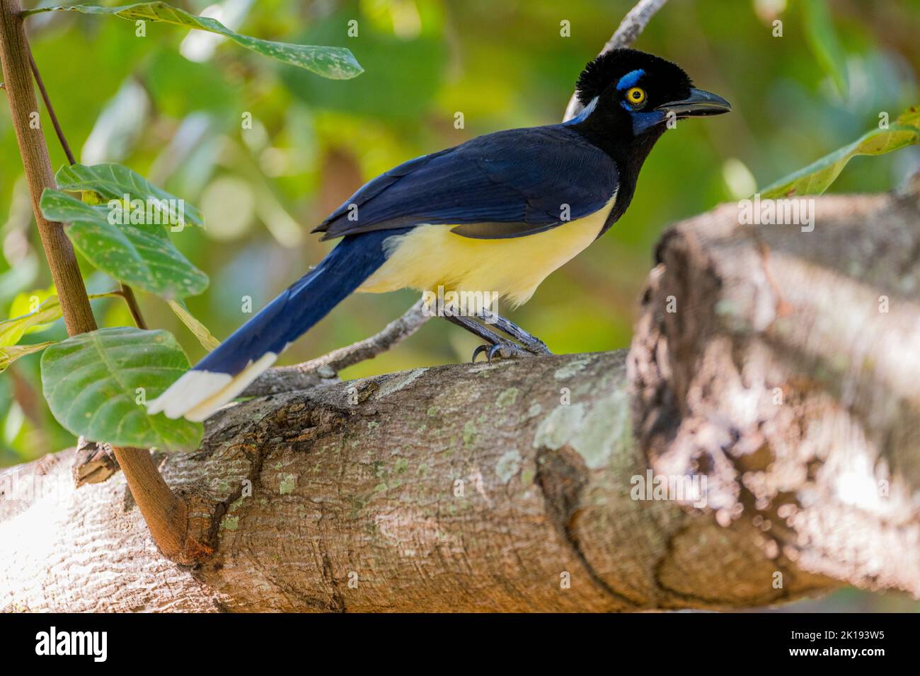 A Plush-crested jay (Cyanocorax chrysops) in a tree at the Aguape Lodge ...
