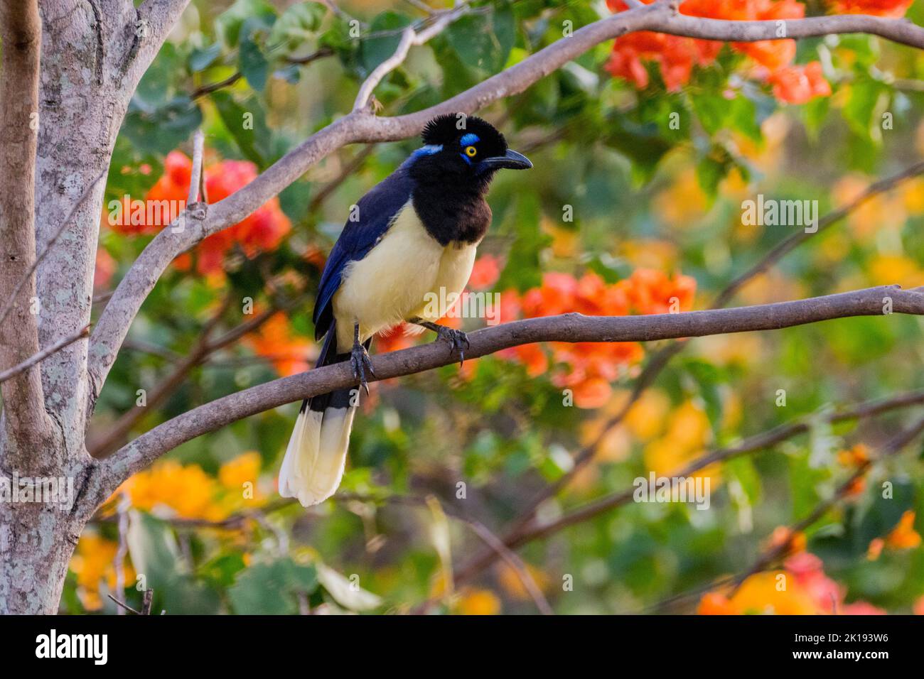 A Plush-crested jay (Cyanocorax chrysops) in a tree with Bougainvillea ...