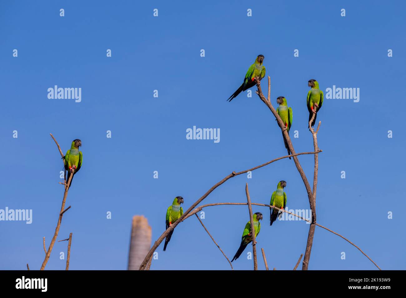 A flock of Nanday parakeets (Aratinga nenday), also known as the black ...