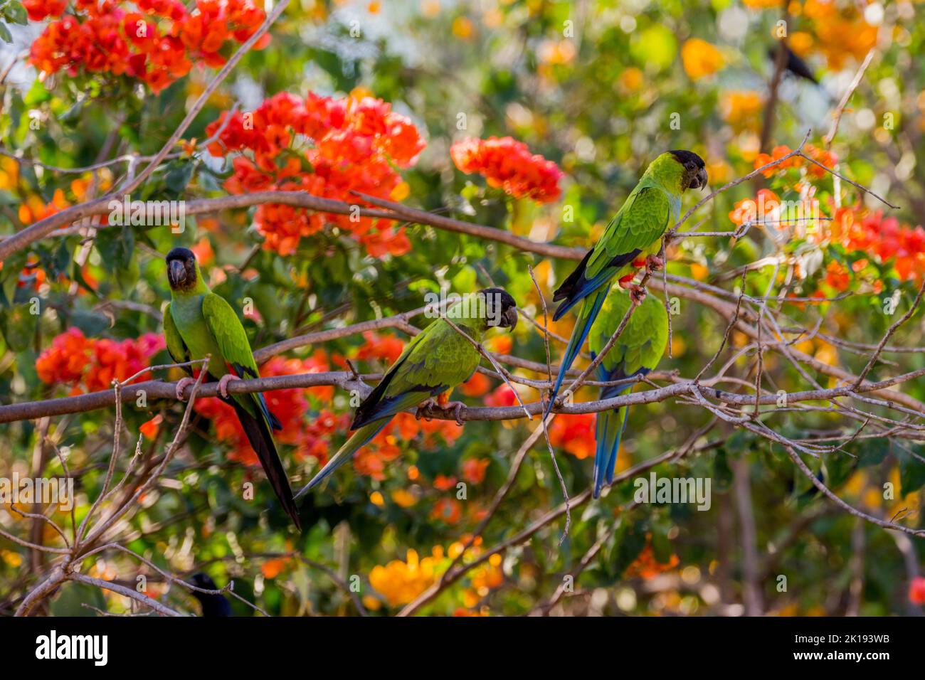 A flock of Nanday parakeets (Aratinga nenday), also known as the black ...