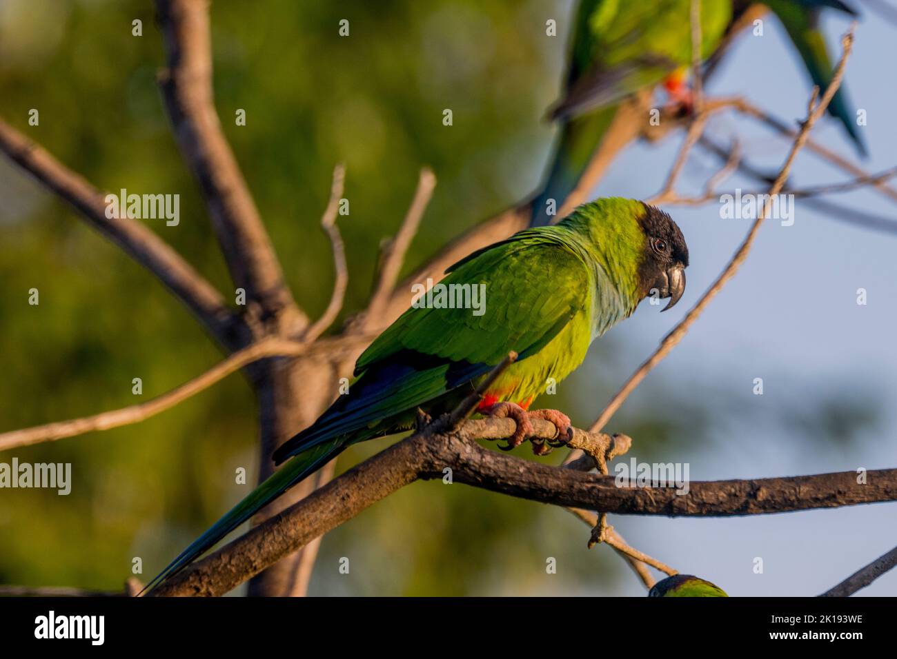 A Nanday parakeet (Aratinga nenday), also known as the black-hooded ...