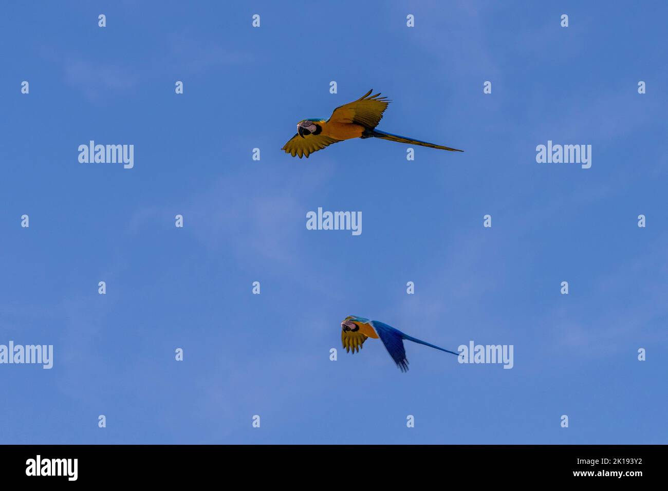 Blue-and-yellow macaws in flight near the Aguape Lodge in the Southern ...