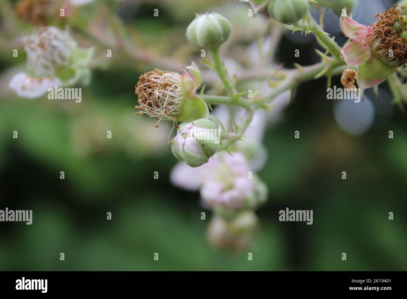 Blackberry bloom close-up. Daylight photo. White blossoms. Lush foliage ...