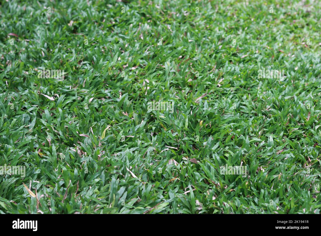 A top view of green grass on the ground in a park in daylight Stock ...