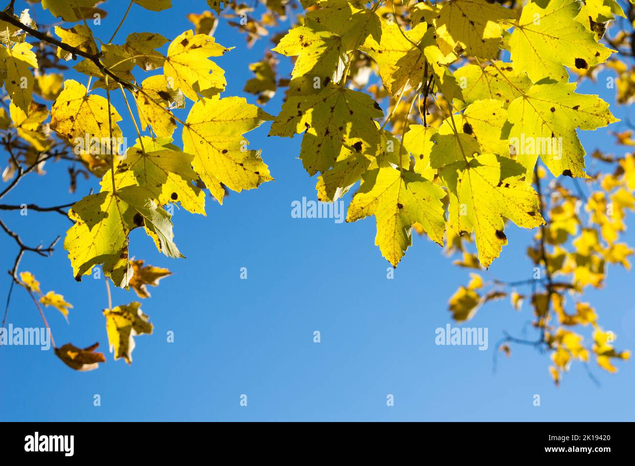 Autumn yellow maple leaves, sycamore maple, Acer pseudoplatanus in the ...