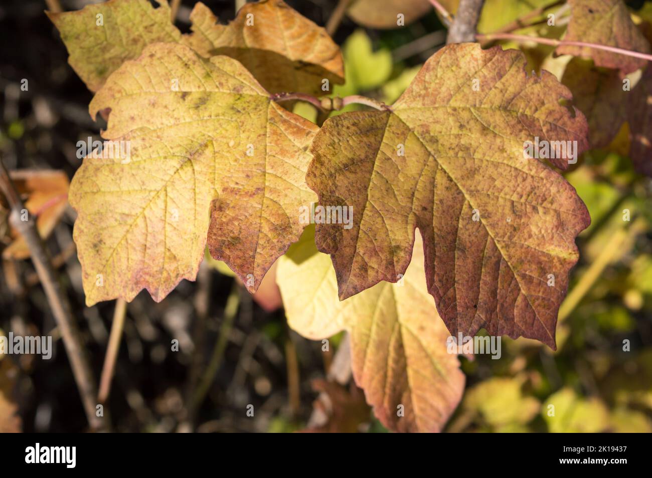 Maple leaves changing color hi-res stock photography and images - Alamy