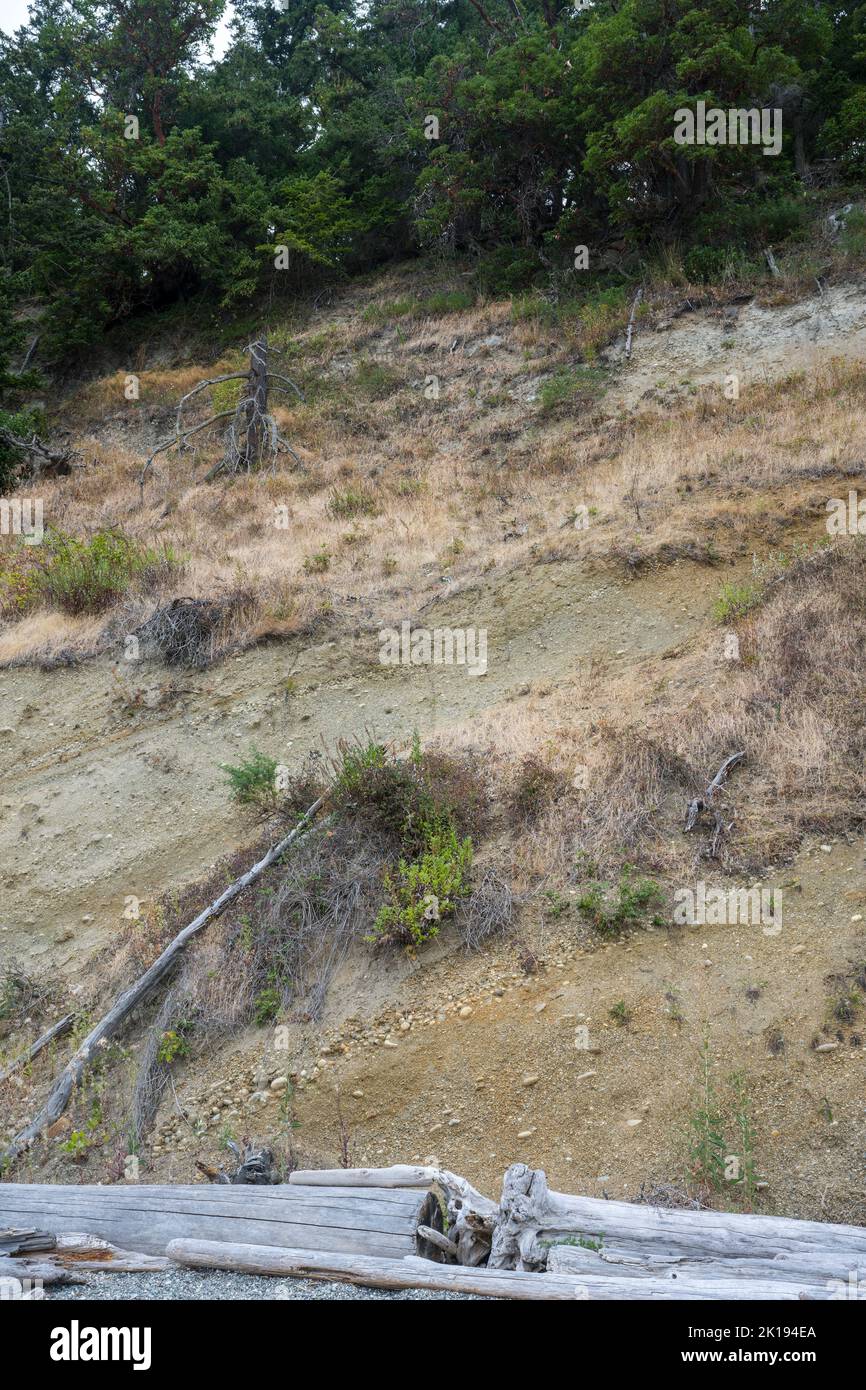 The cliff (uplifted beach) above the rocky beach of Camano Island State ...