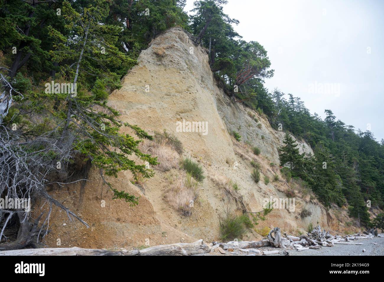 The cliff (uplifted beach) above the rocky beach of Camano Island State ...