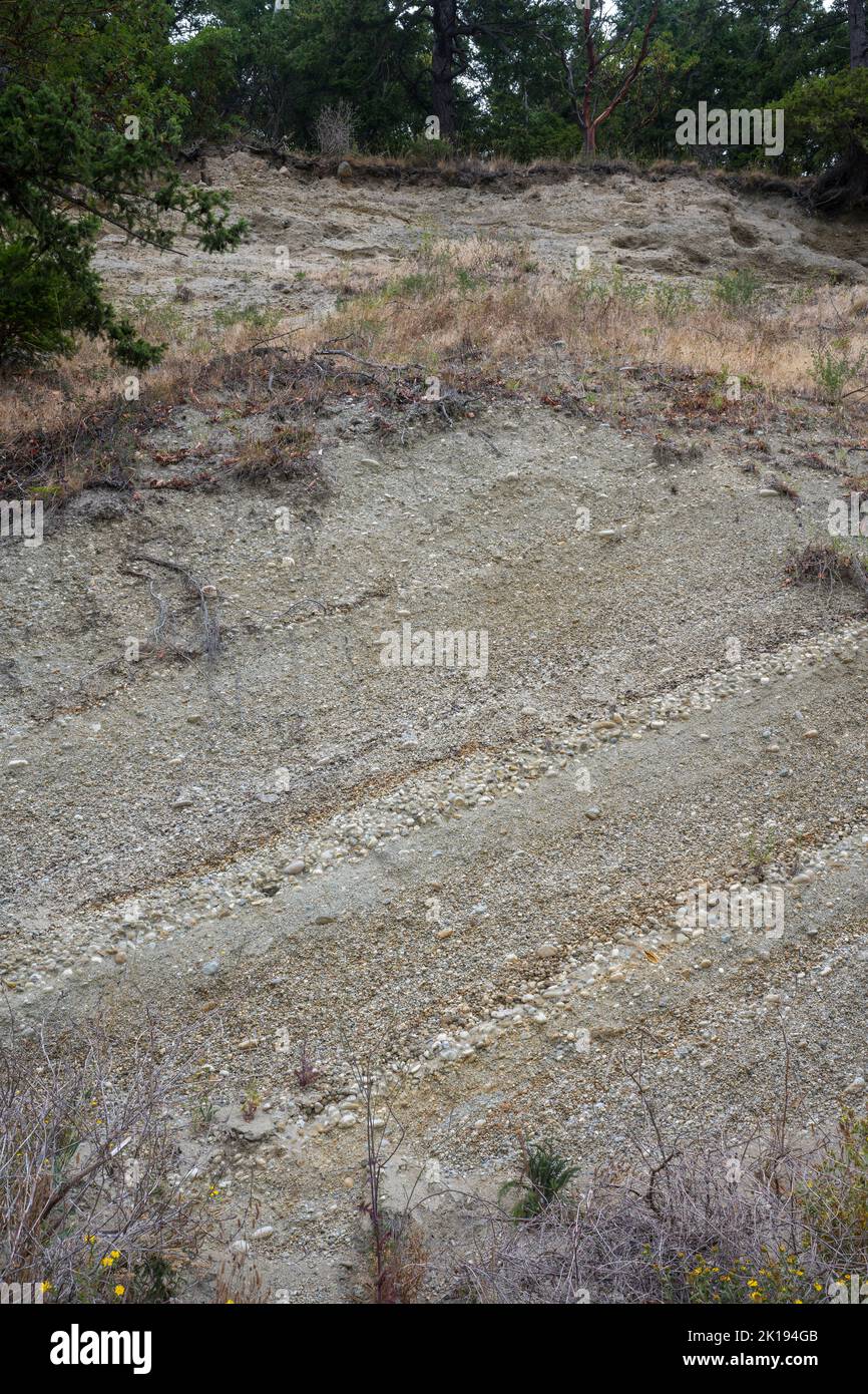 Detail of the cliff (uplifted beach) above the rocky beach of Camano ...