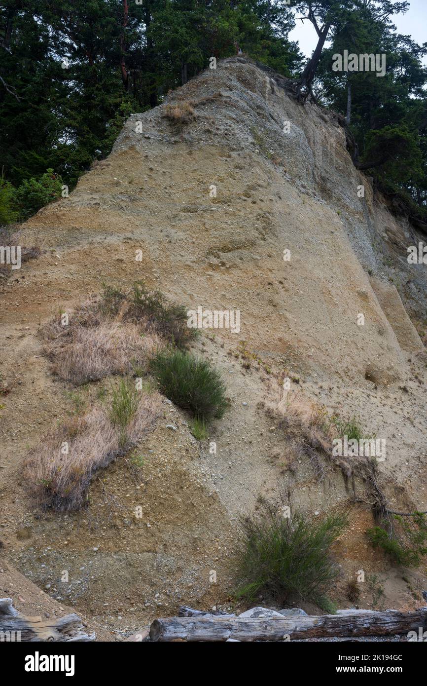 The cliff (uplifted beach) above the rocky beach of Camano Island State ...