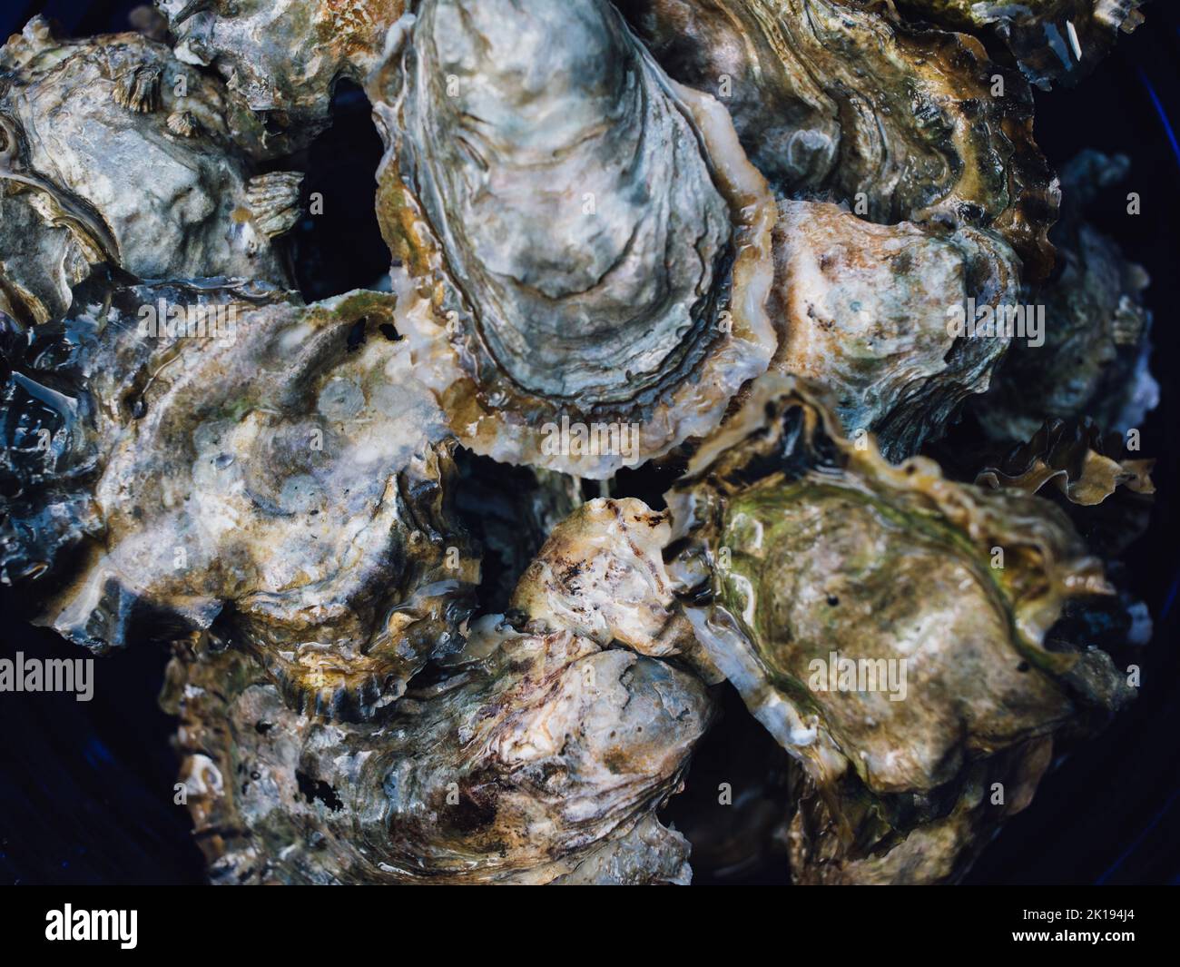 Rock oyster shells hi-res stock photography and images - Alamy