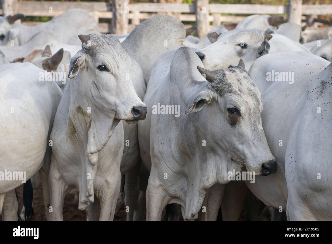 Nelore cattle in a corral near Baiazinha Lodge in the Northern Pantanal ...