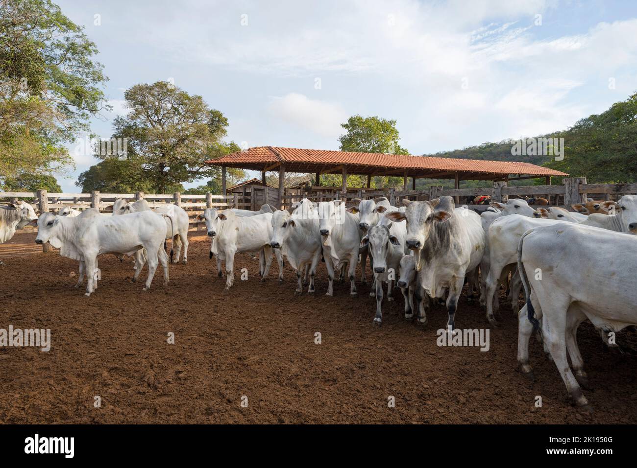 Nelore cattle in a corral near Baiazinha Lodge in the Northern Pantanal ...