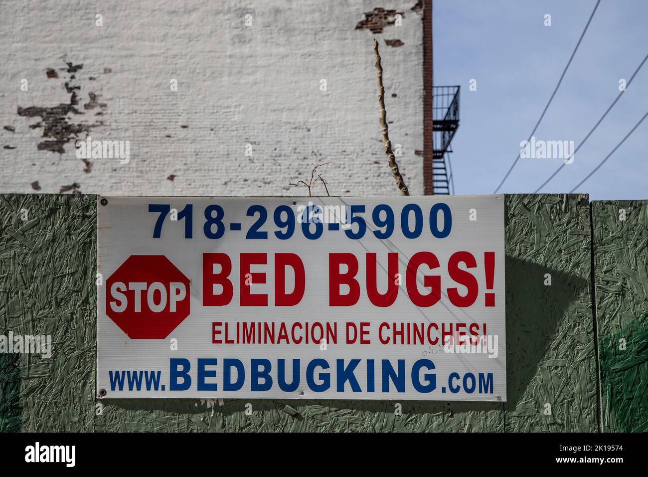 Bed bug king hi-res stock photography and images - Alamy