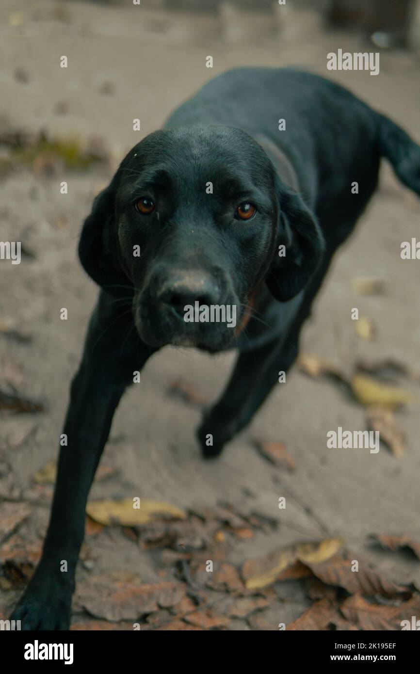 Black labrador retriever running hi-res stock photography and images ...