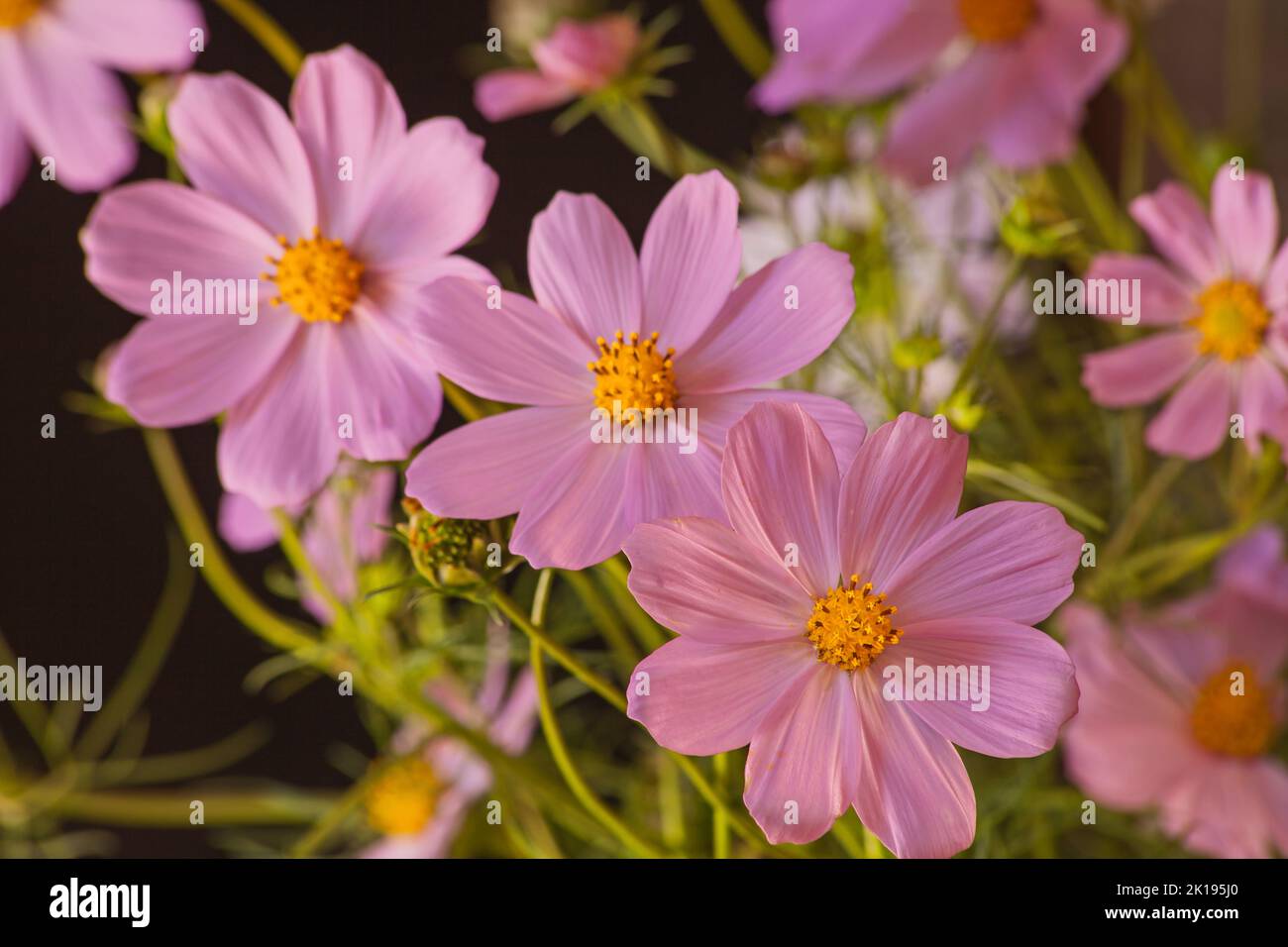 Pink Cosmos Flowers 13255 Stock Photo - Alamy