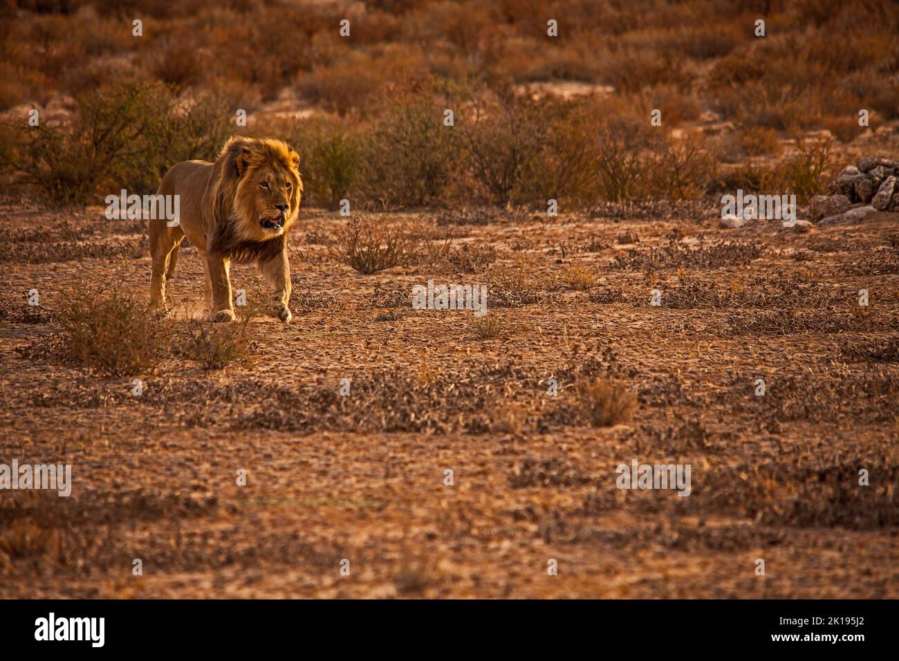 Male Lion (Panthera leo) patroling his territory in Kgalagadi Trans ...