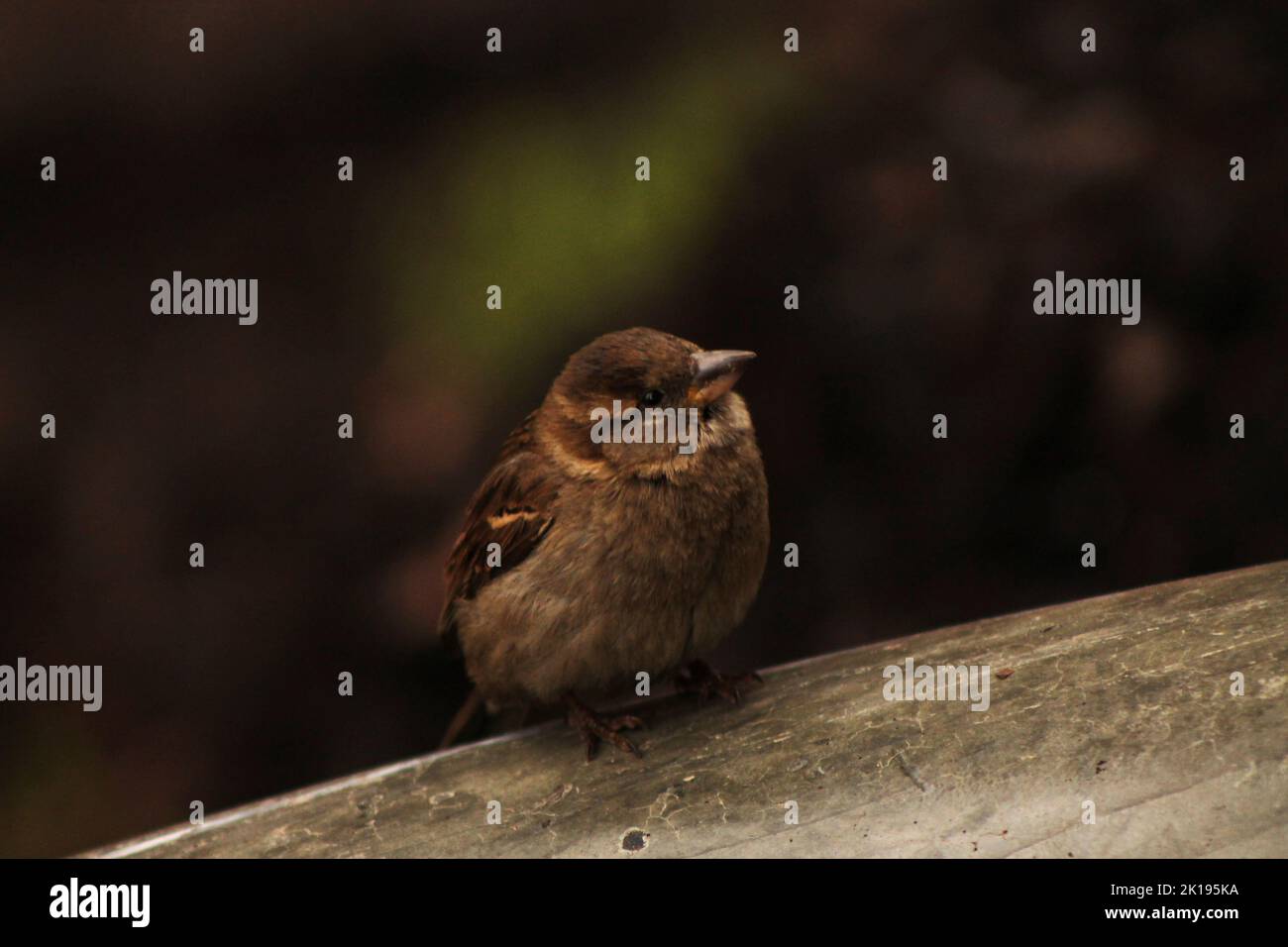 Small native bird hi-res stock photography and images - Alamy