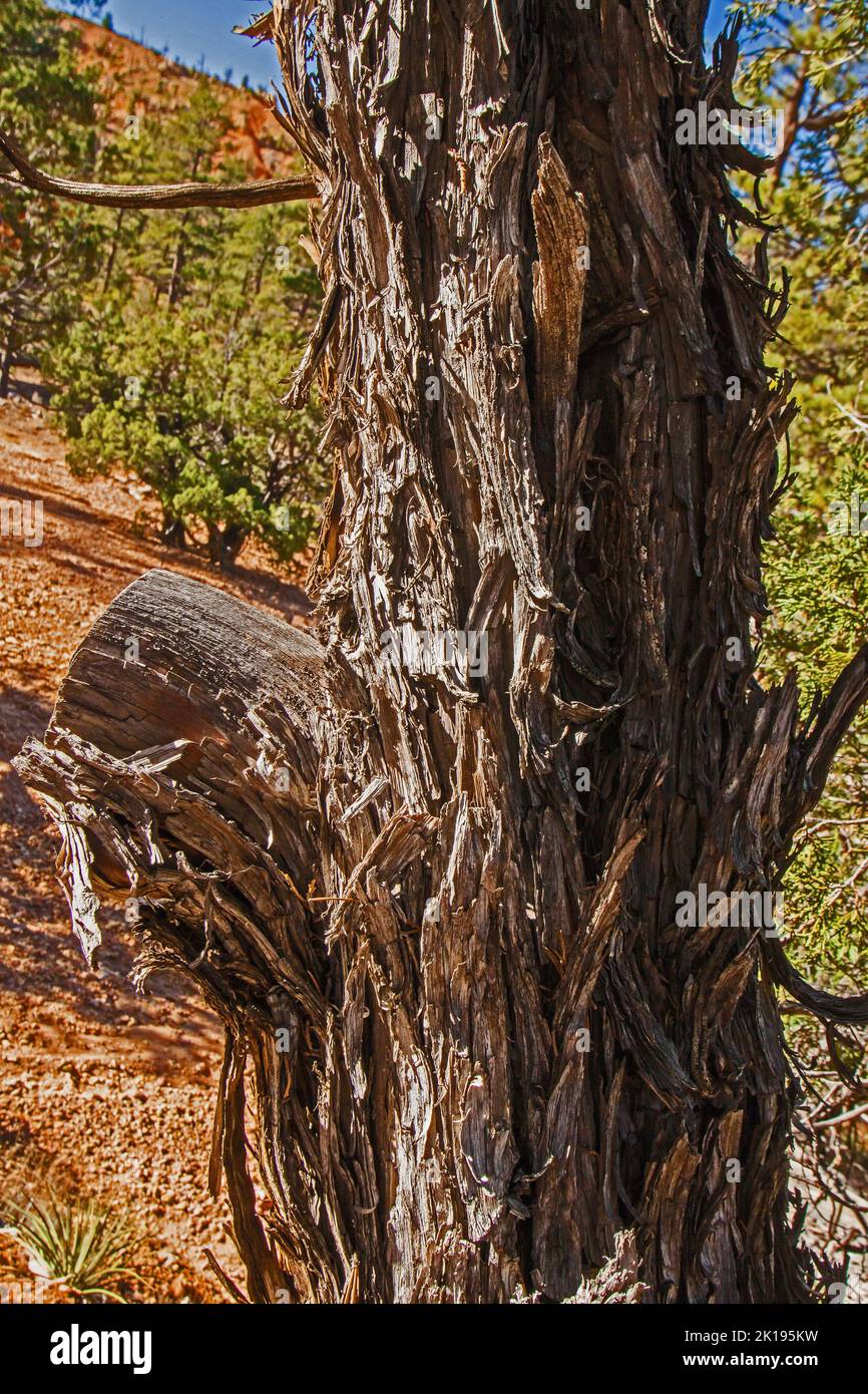 Rough Bark Patterns 2551 Stock Photo - Alamy
