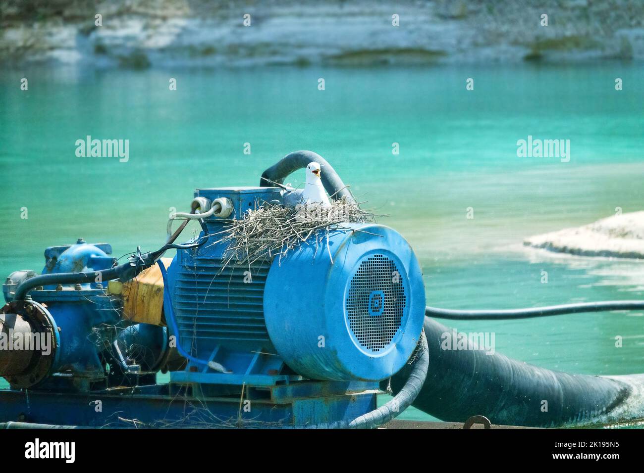Extremely unusual house. Common gull (Larus canus) built nest on ...