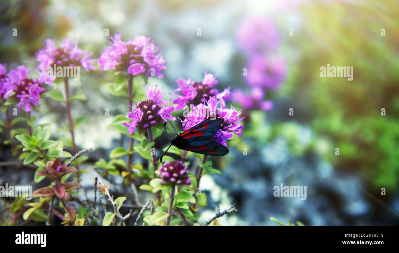 Curtain of flowering Thyme (Thymus serpyllum) and Motley moth (Zygaena ...