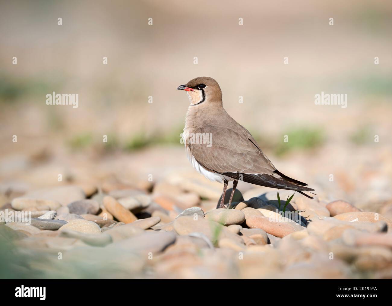 collared pratincole (Glareola pratincola) sitting in a stone in a ...