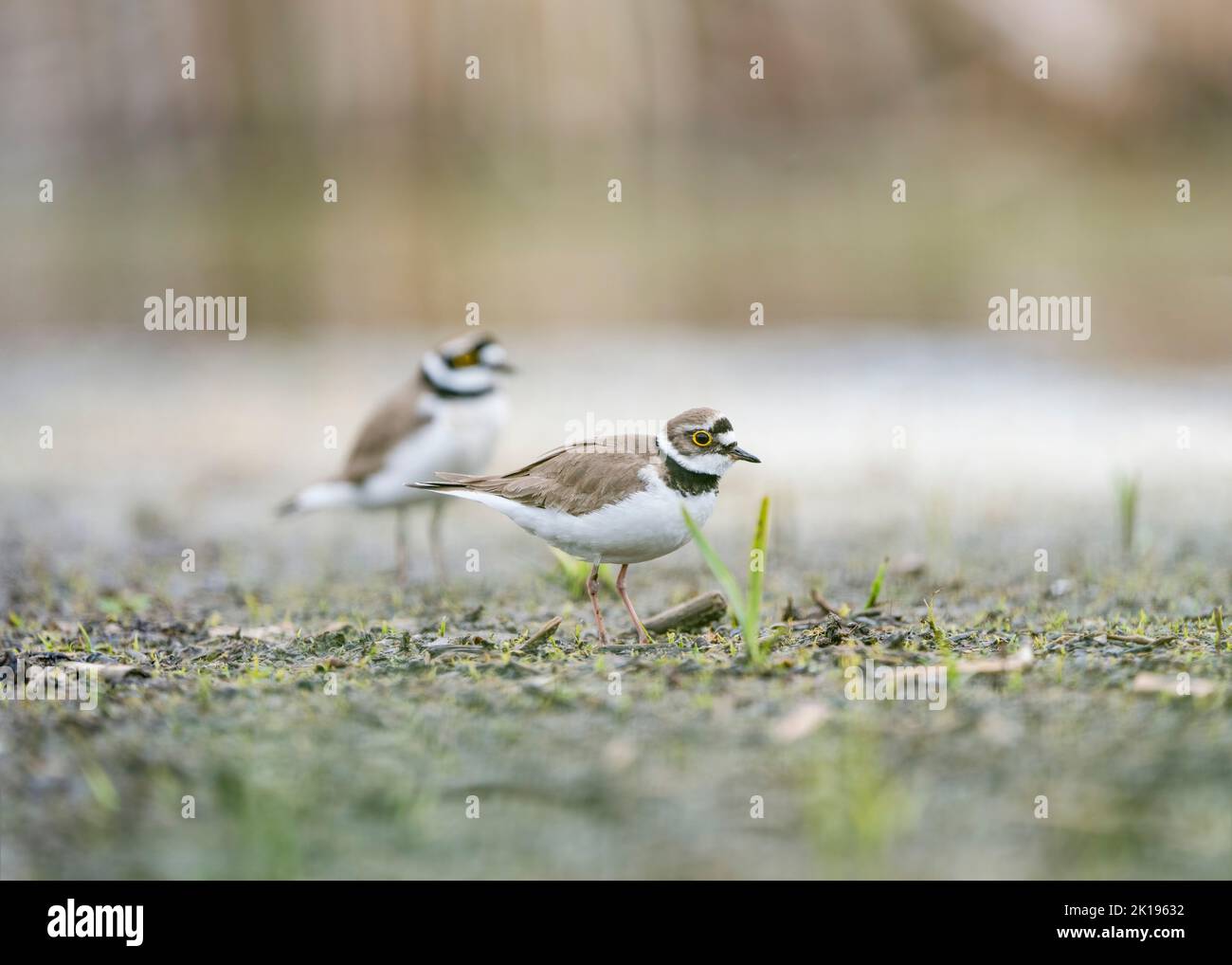 common ringed plover or ringed plover (Charadrius hiaticula) is a small ...