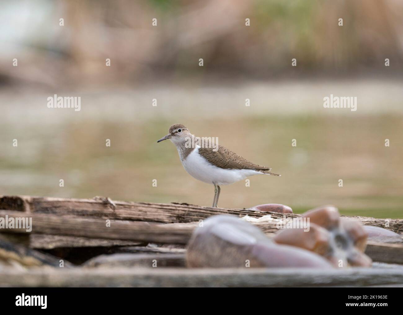 common sandpiper (Actitis hypoleucos) is a small Palearctic wader Stock ...
