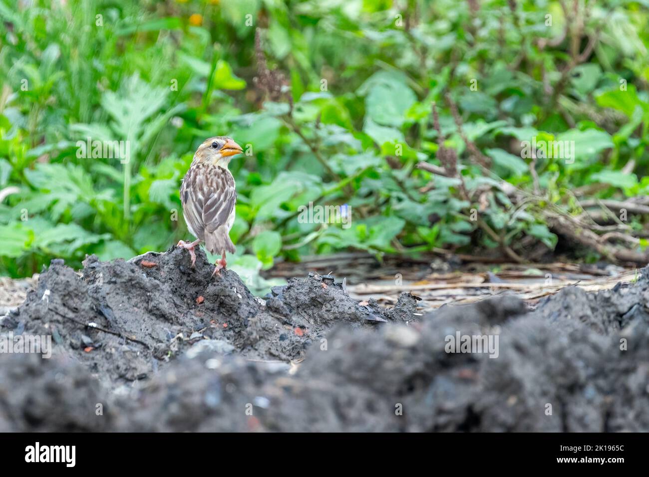 A Weaver bird sitting on a mud dune and looking back Stock Photo - Alamy