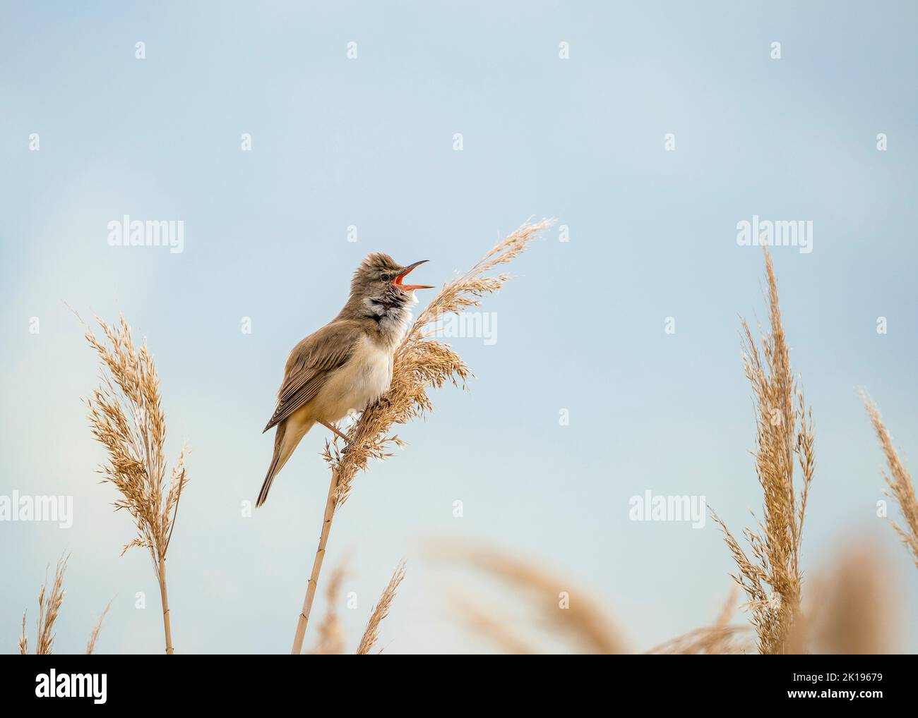 great reed warbler (Acrocephalus arundinaceus) is a Eurasian passerine ...