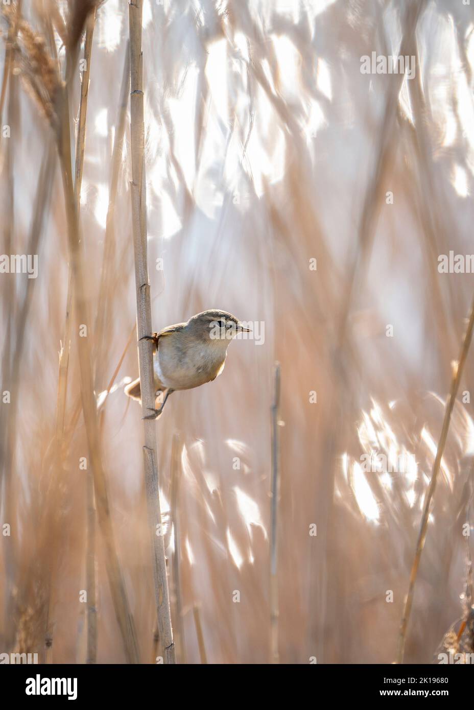 Genus phylloscopus hi-res stock photography and images - Alamy