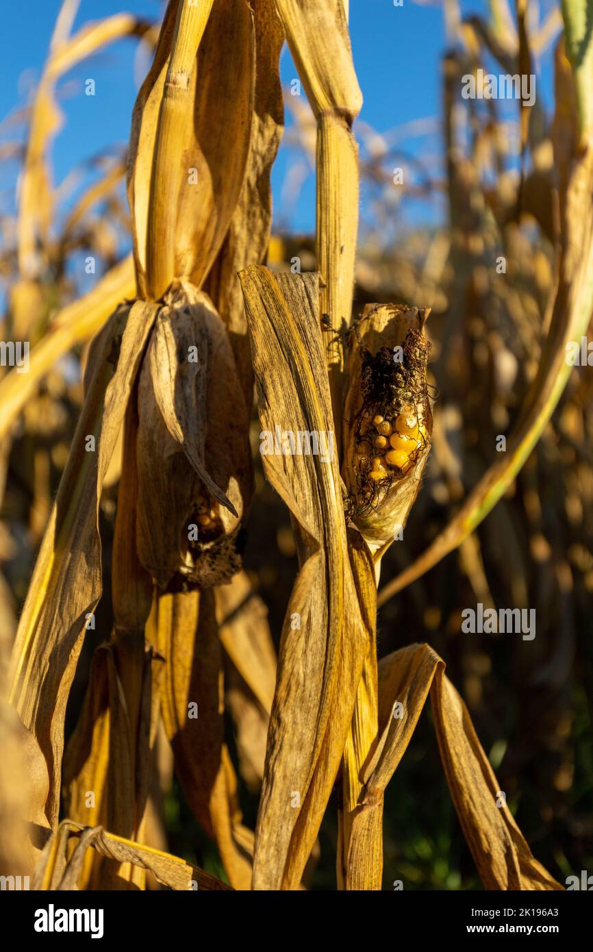 A vertical close up of a dry corn plant captured on a hot day Stock ...