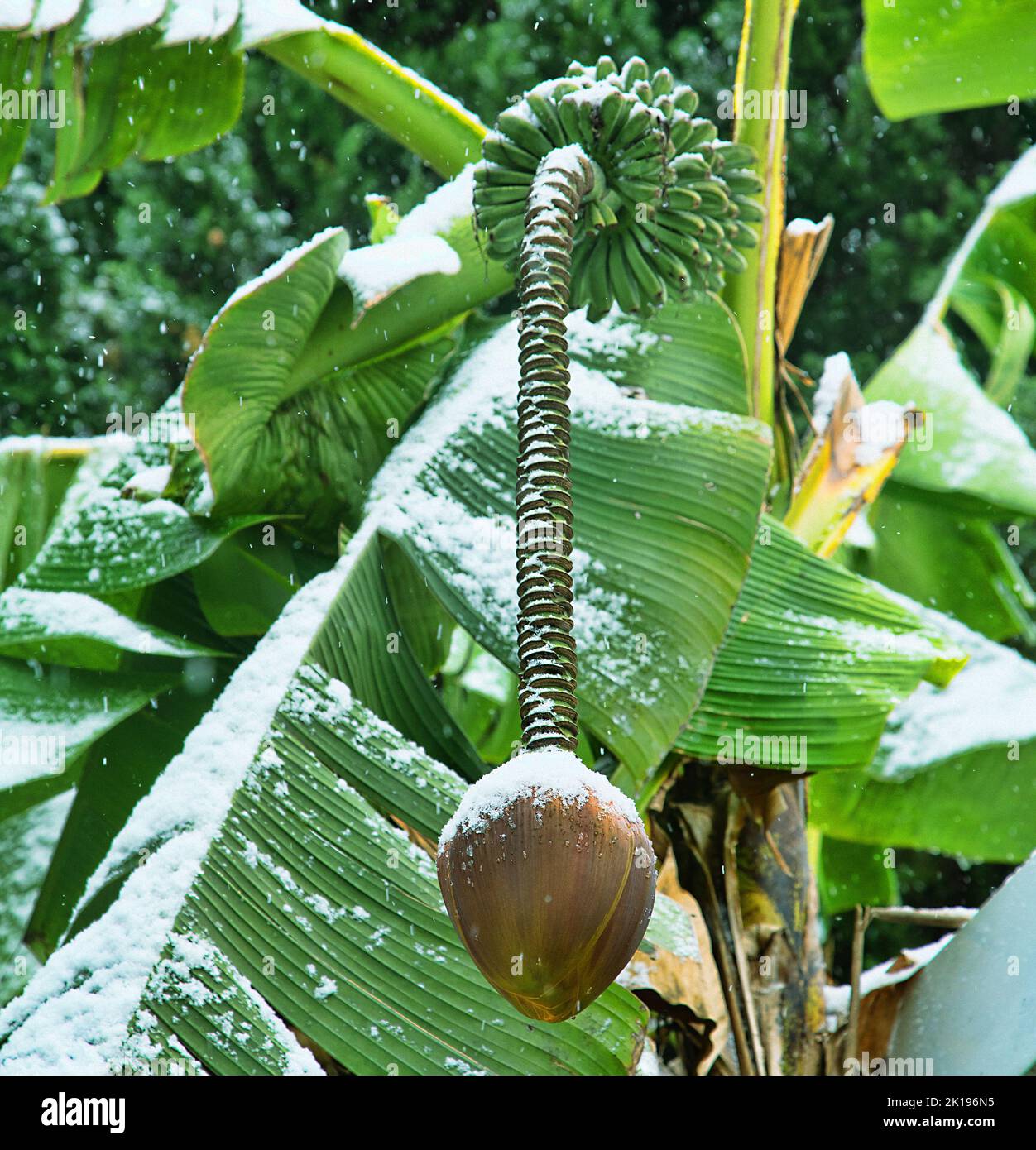 Banana leaves and inflorescence with fruits in the snow, which is very ...