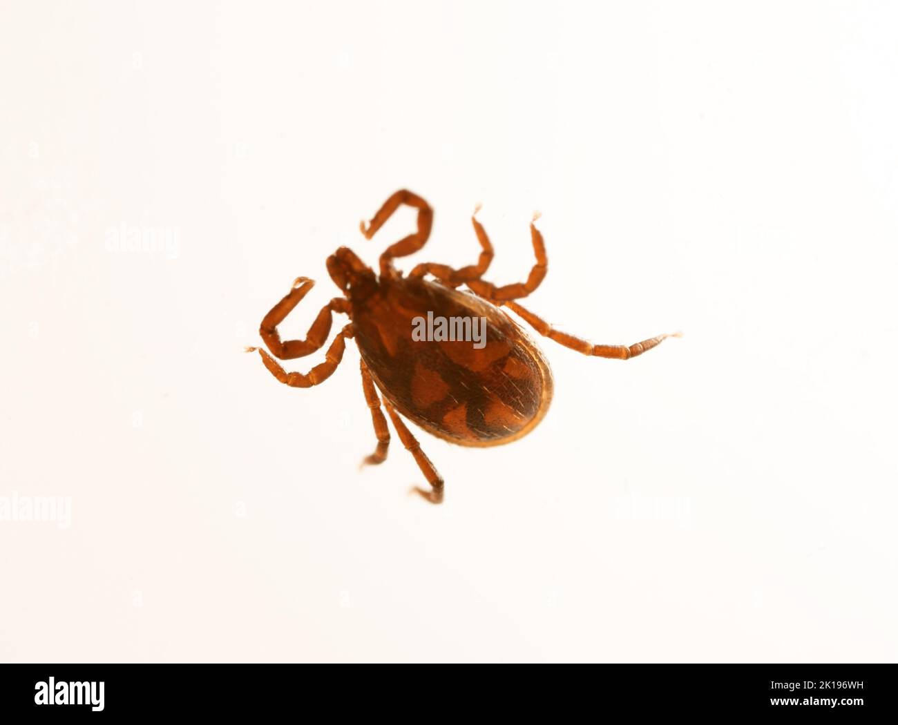 Ixodes tick (dog tick, Ixodes persulcatus) in active form, victim ...