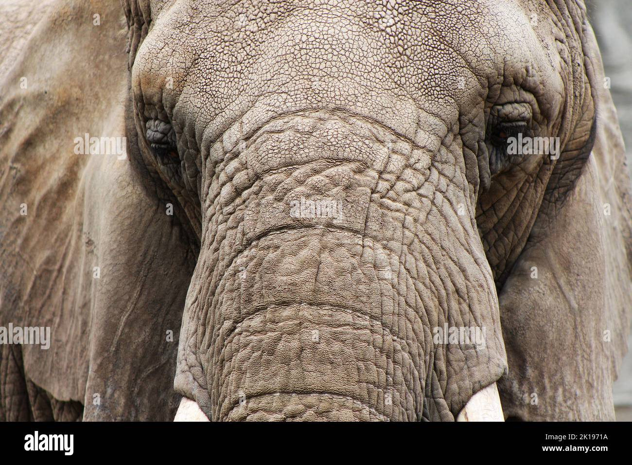Beautiful elephant head close up hi-res stock photography and images ...