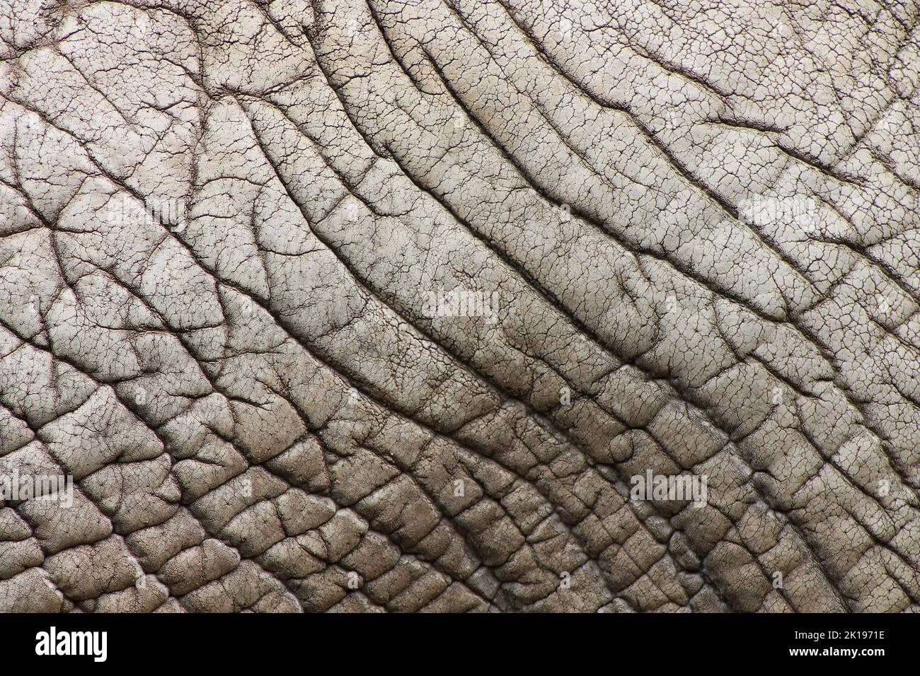 Close Up Texture of Elephant Skin Stock Photo - Alamy