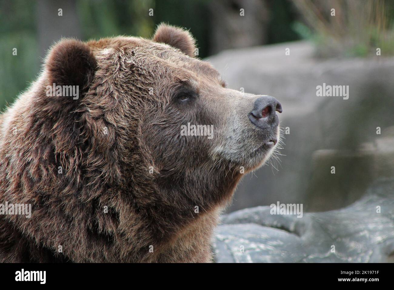 Bears fur texture hi-res stock photography and images - Alamy