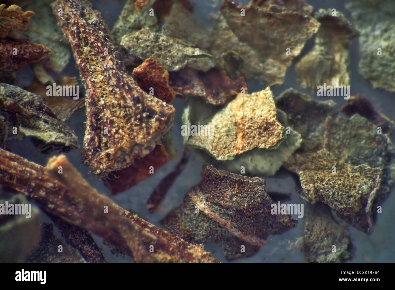 Orthosiphonis folium hi-res stock photography and images - Alamy