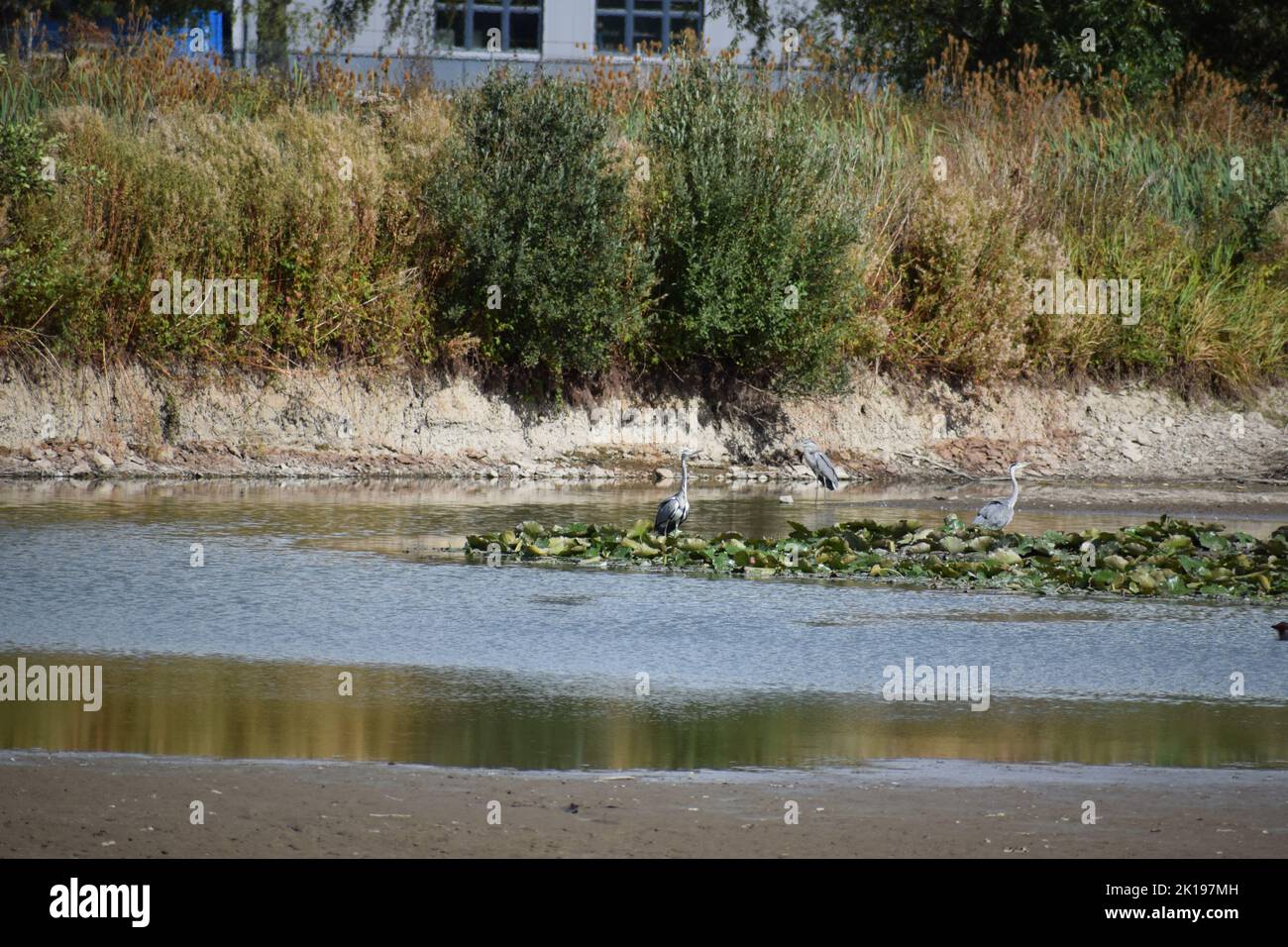 dry swamp lake with a little waterhole left Stock Photo - Alamy