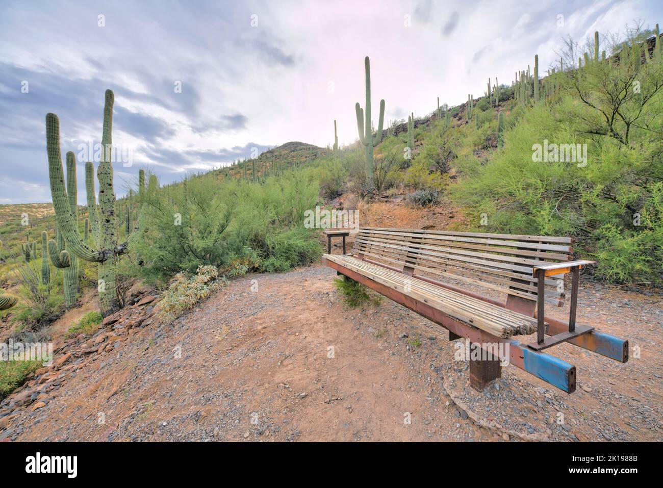 Outdoor bench for tourists and cactus in the desert mountain of Tucson ...