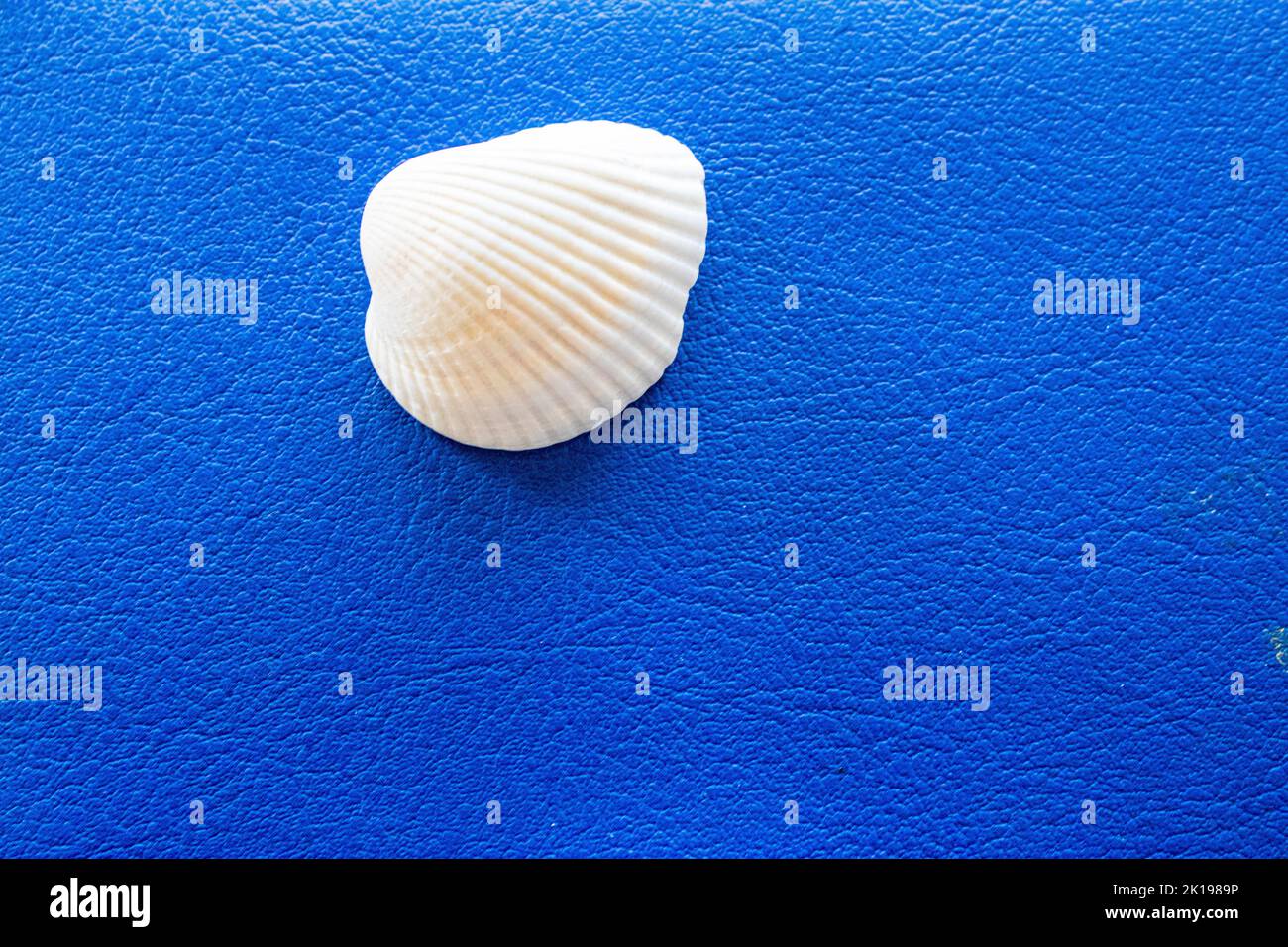 Seashell summer hi-res stock photography and images - Alamy