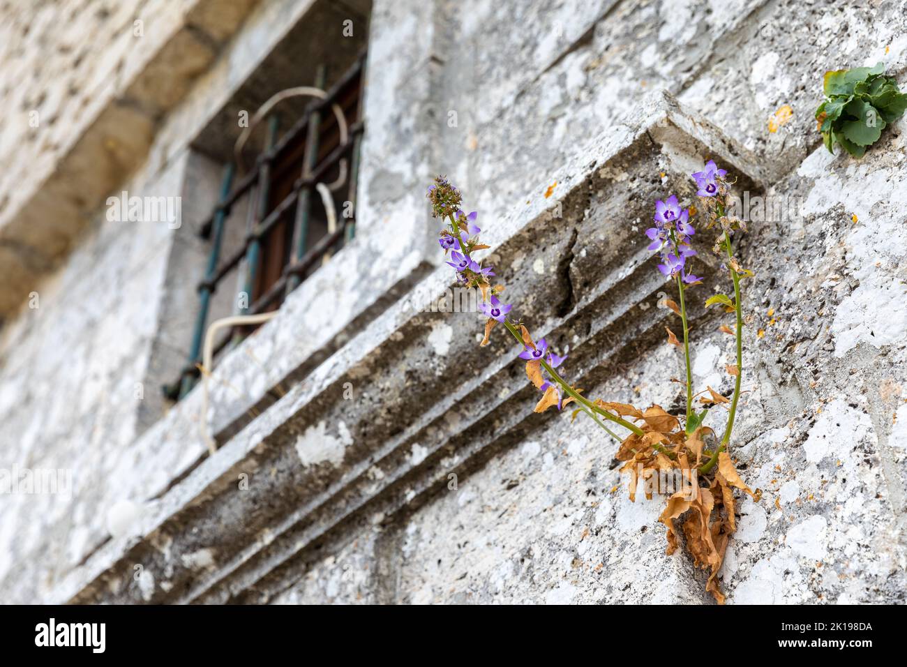 Courtyard of the Monastery of Pantokrator on the island of Corfu ...