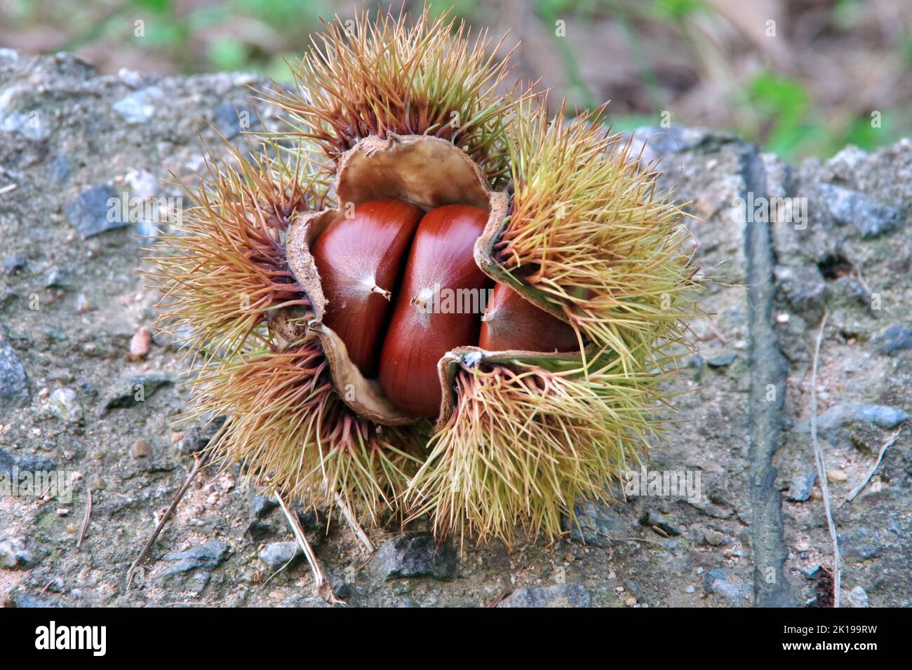 Chestnut sticker hi-res stock photography and images - Alamy