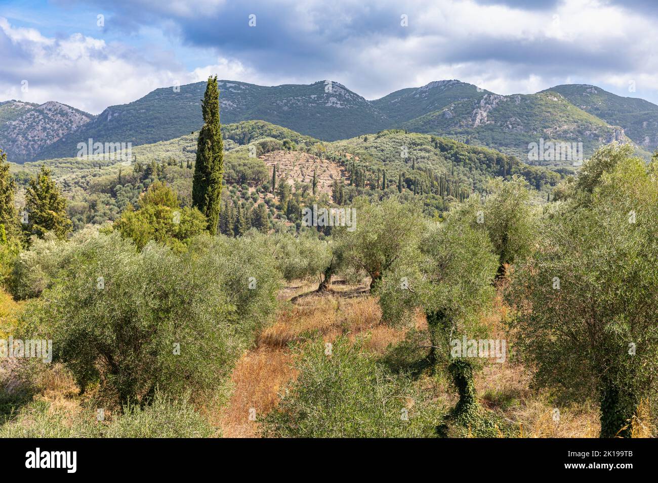 Corfu olive trees hi-res stock photography and images - Alamy