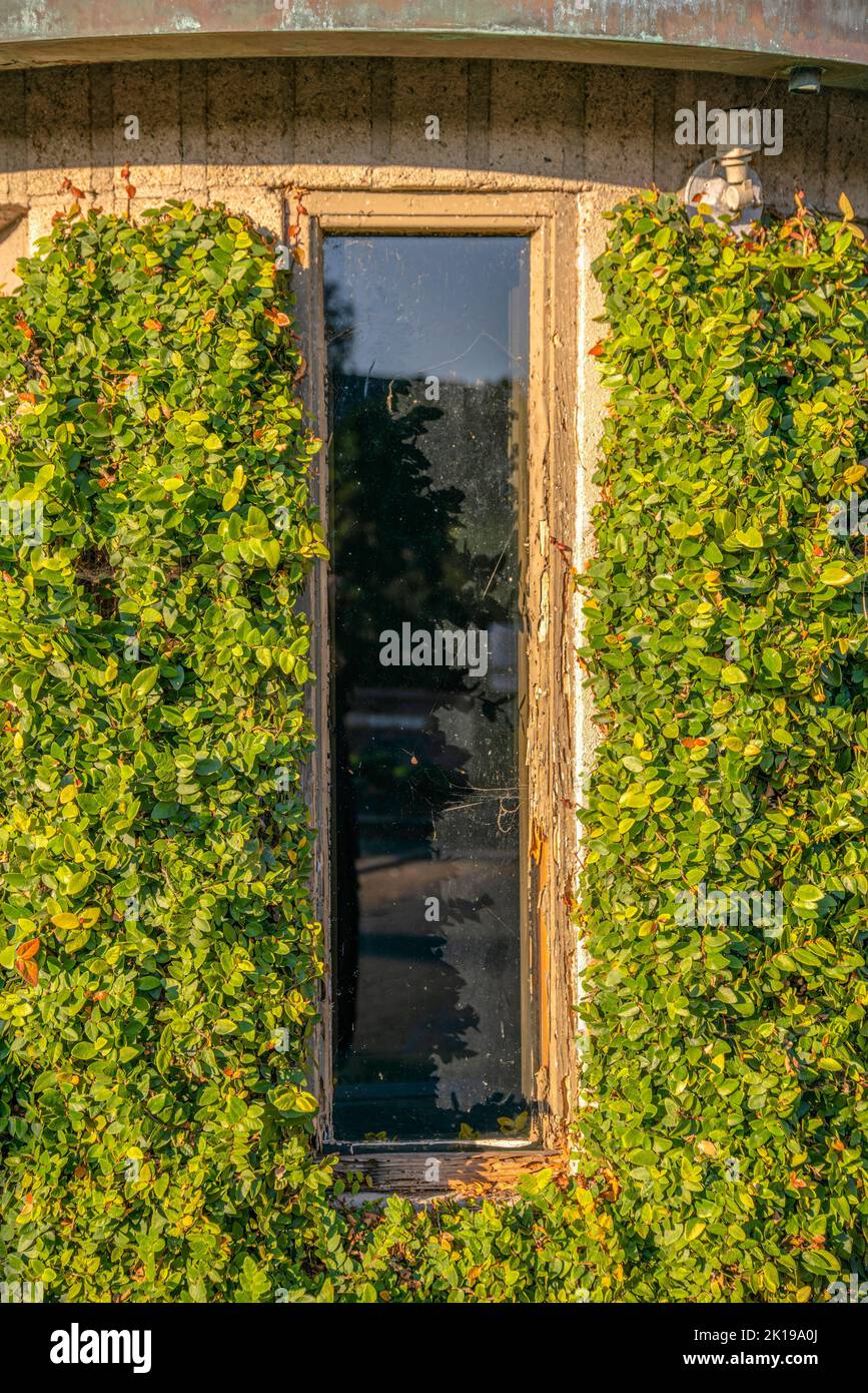 La Jolla, California- Tall reflective window in between the vine ...