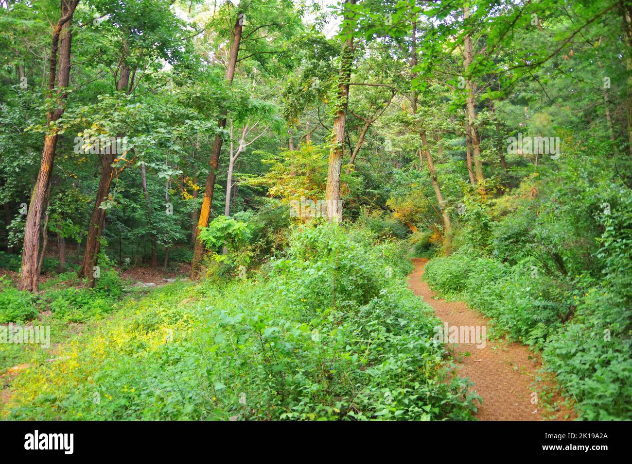 Spring green plants trails hi-res stock photography and images - Alamy