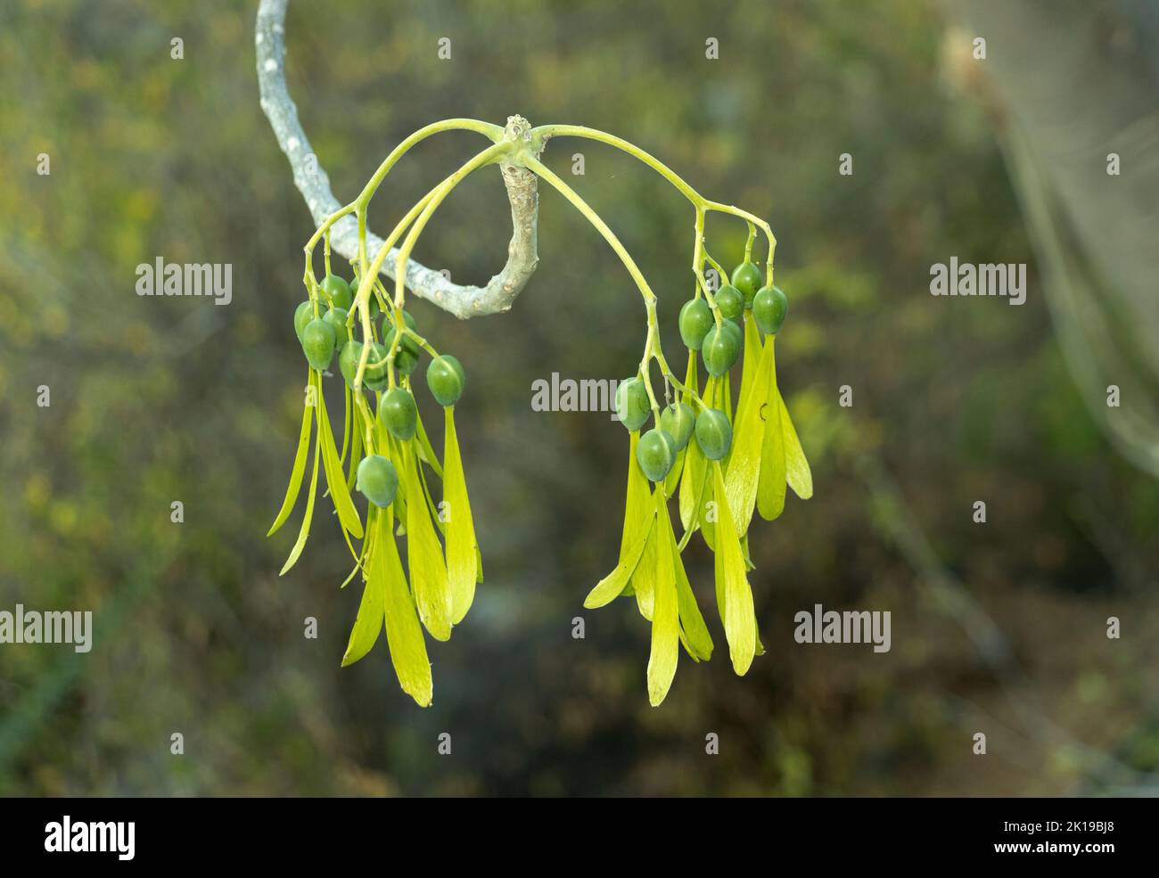 The seeds of the Helicopter Tree have two well developed blades which ...