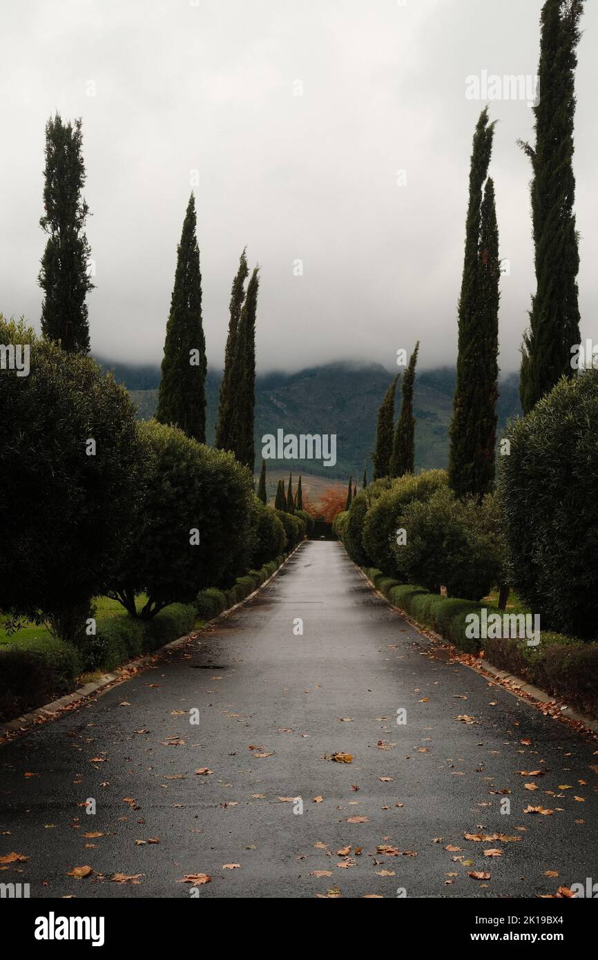Wet road stretching ahead lined by trees in overcast weather Stock ...