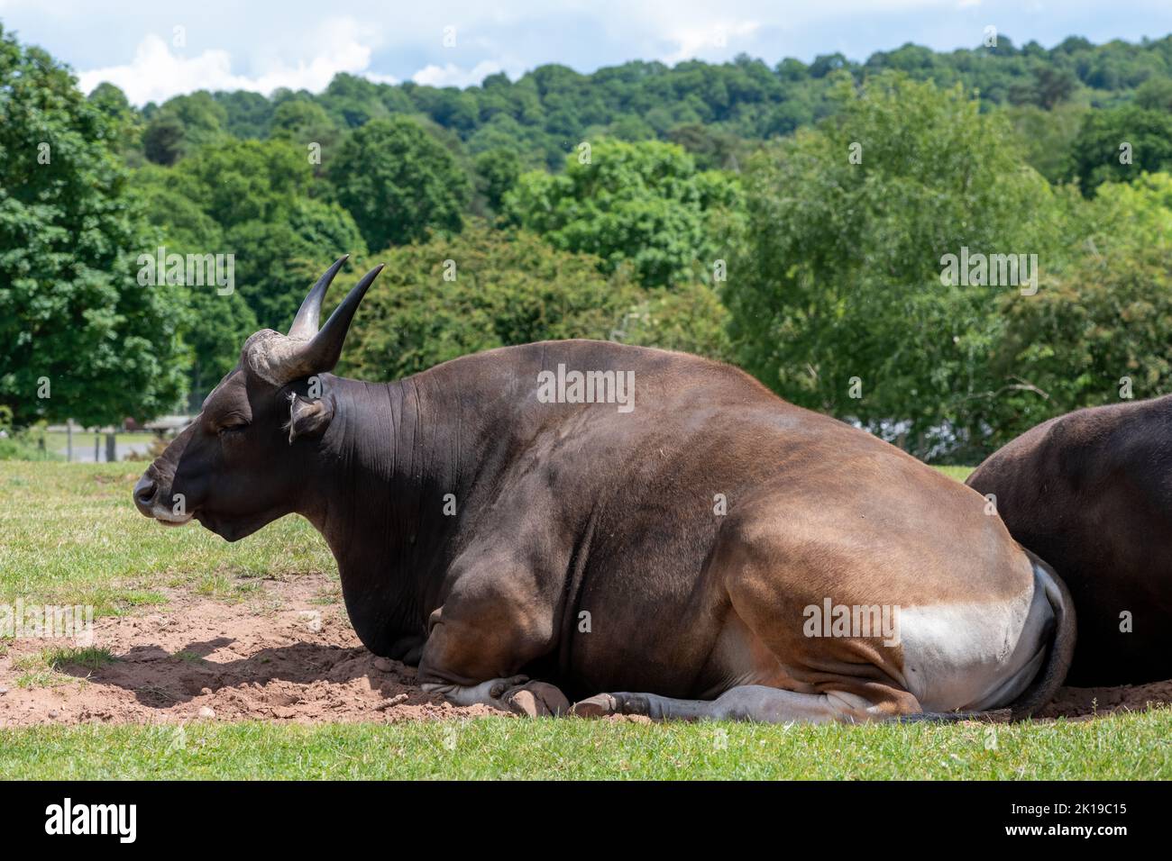 Portrait of a male African buffalo (syncerus caffer) sitting on the ...