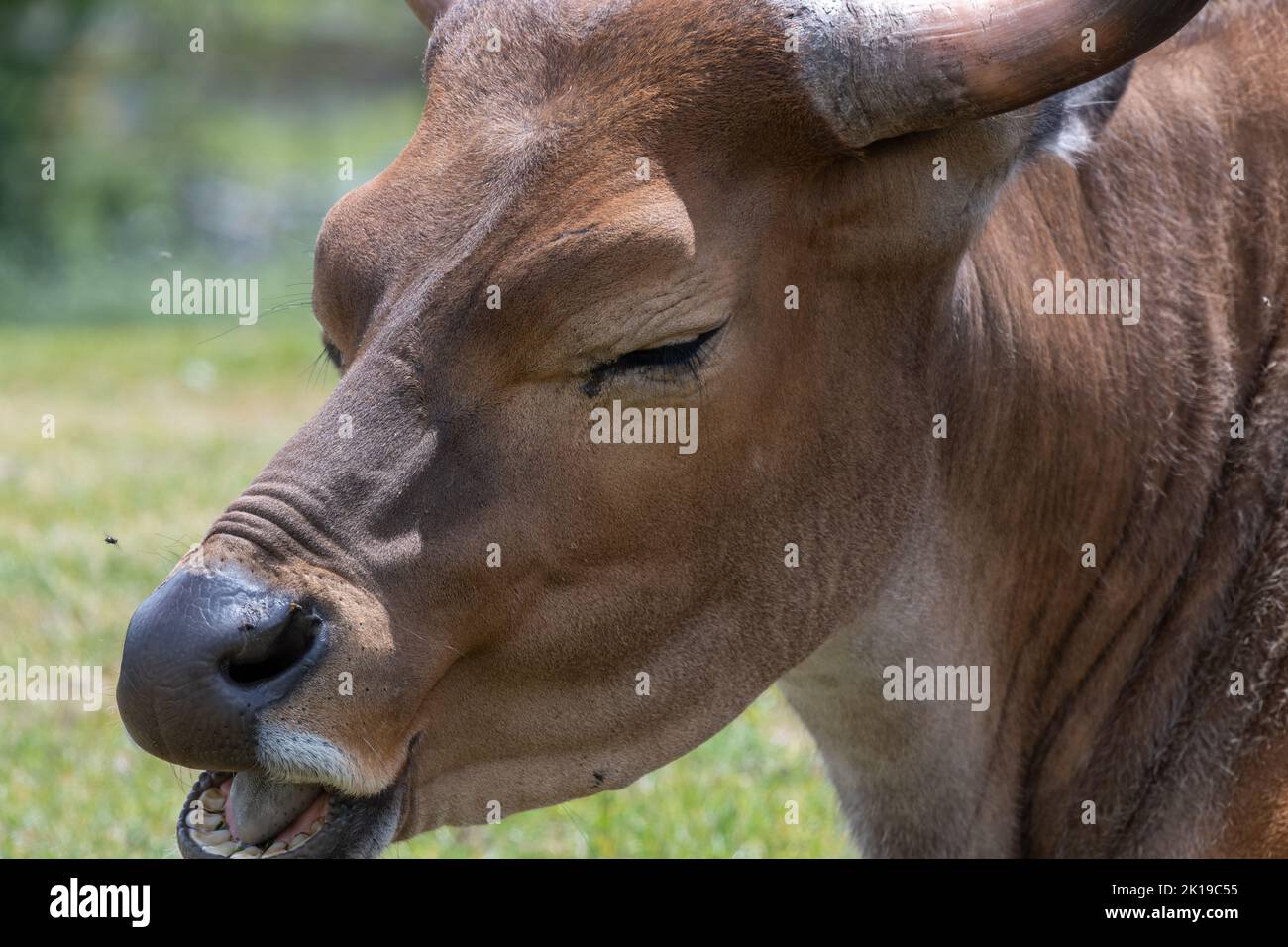 Female african buffalo syncerus hi-res stock photography and images - Alamy